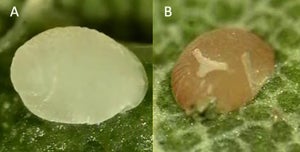 Goldspotted Oak Borer | Applied Biological Control Research