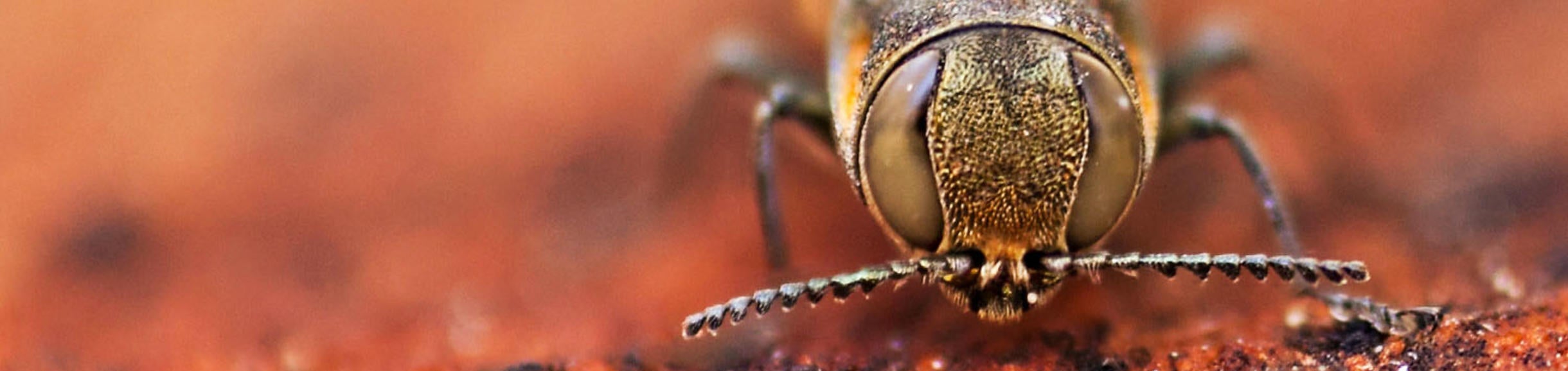 Goldspotted Oak Borer | Applied Biological Control Research