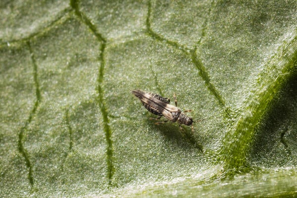 Bean thrips on bean leaf - Adult | Applied Biological Control Research